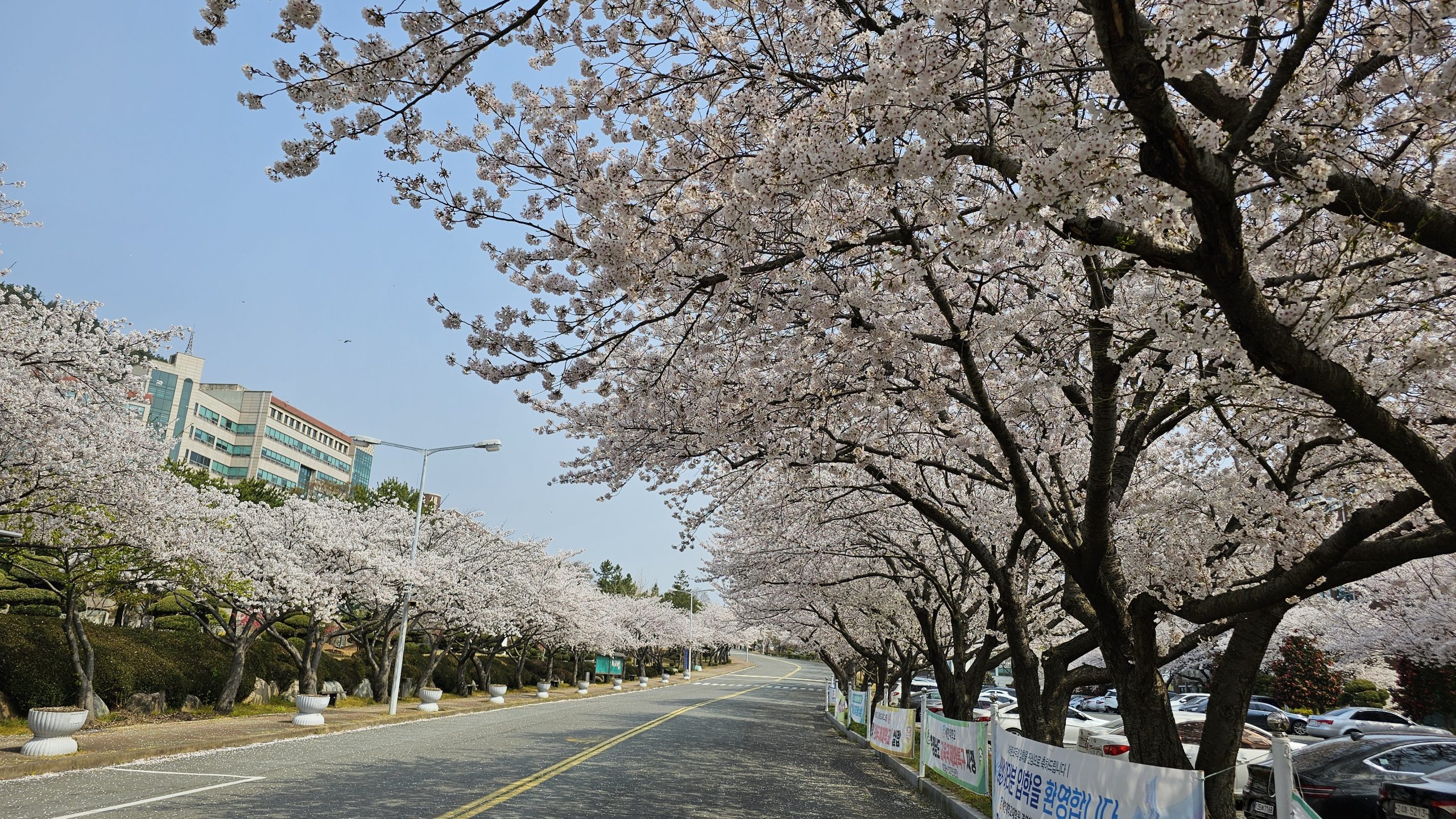 世翰大学校 – SEHAN UNIVERSITY